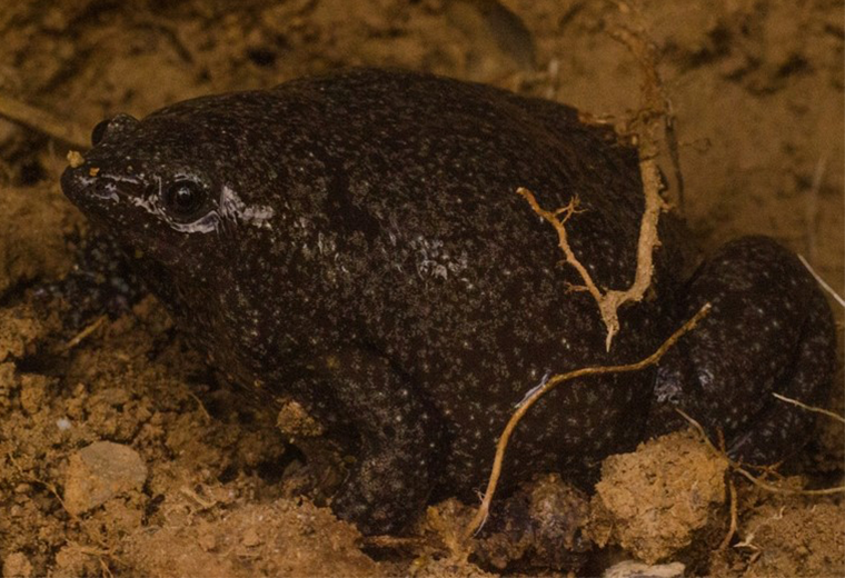 Costa Rica registra nueva especie de rana nunca antes vista en el país ...