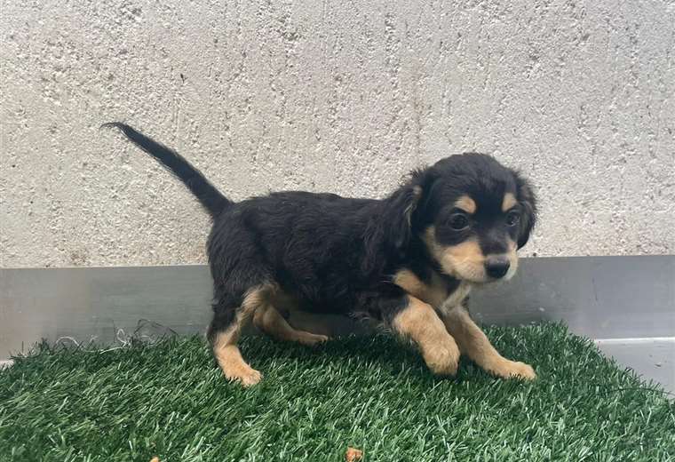 Adopte a un amigo fiel: 'Andrés' | Teletica