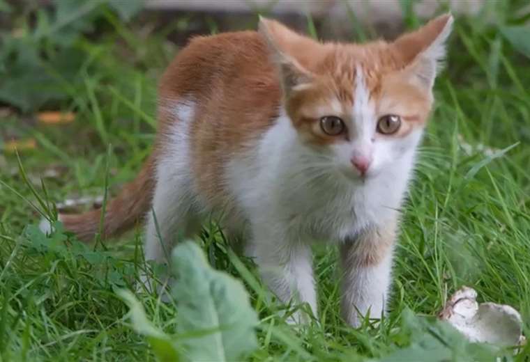Leucemia viral felina: Un peligro que acecha a los gatos | Teletica