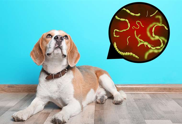 Proteja a su perro de los parásitos en la época de lluvias | Teletica