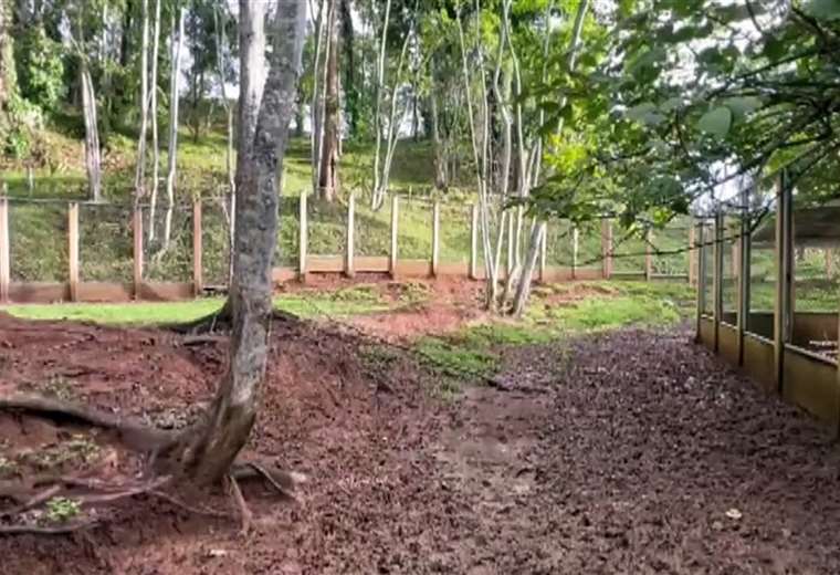 OIJ: Familia de "Pecho de Rata" tenía "pequeño zoológico" en terreno en ...