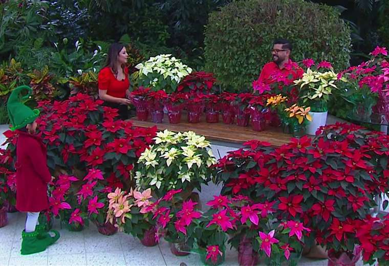 Guía para que sus pastoras se mantengan frescas y hermosas | Teletica