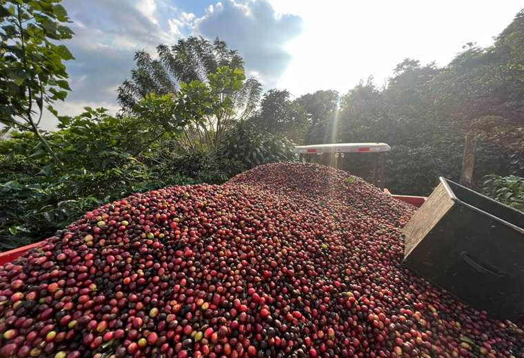Proyecto de la UCR transforma restos de la cosecha de café en una ...