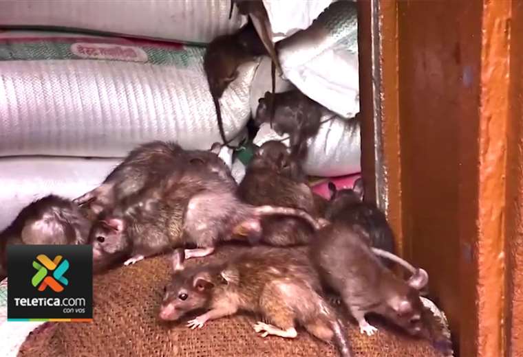 Población de ratas de campo aumenta en regiones Chorotega y Pacífico ...
