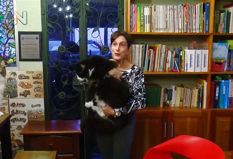 Conozca a la raza de gatos más grandes del mundo y que nacen en Costa ...