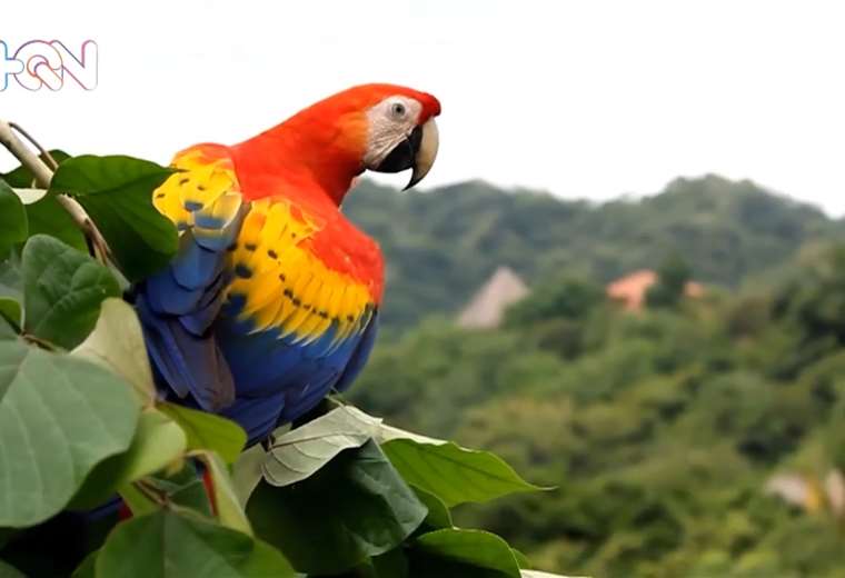 Conozca todos los secretos del Parque Nacional Carara | Teletica Conozca todos los secretos del Parque Nacional Carara | Teletica