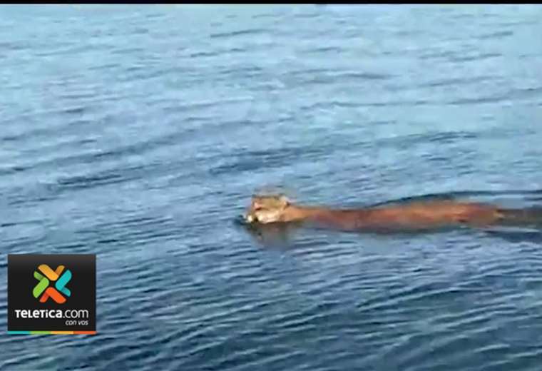 Video: Un puma en el mar y otros curiosos avistamientos durante Semana ...