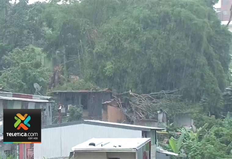 Video: Árbol cae sobre tres casas en Sabanilla de Montes de Oca | Teletica