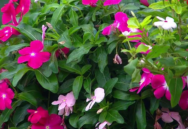 Guía básica de cuidados para las plantas de China | Teletica