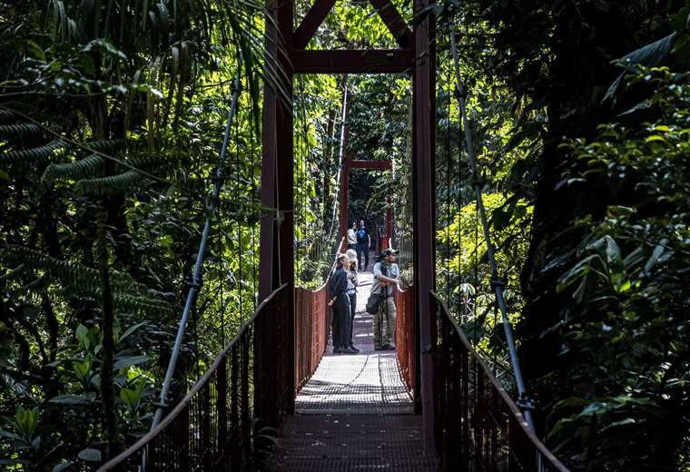 Cambio climático disipa el bosque nuboso de Monteverde | Teletica