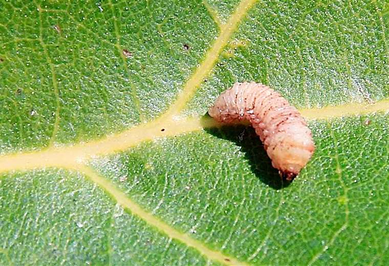 Costa Rica detecta su primer caso de gusano barrenador en humanos ...