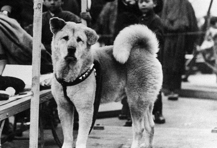 Se conmemora el centenario de Hachiko, el “perro más fiel del mundo ...