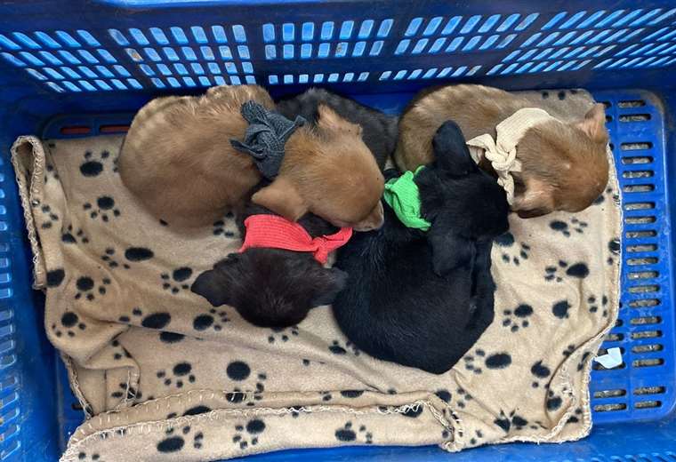 Rescatan seis perros que se encontraban en condiciones deplorables en ...