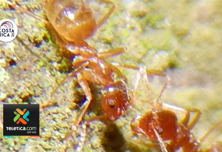 Plaga de hormigas locas afecta hogares, mata animales y reduce ...