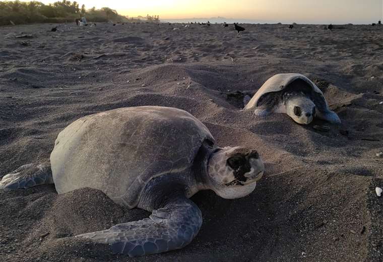 Playa Ostional: Escenario de arribadas de tortugas en el país | Teletica