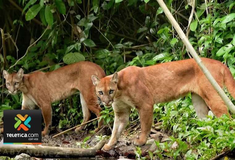 Avistamiento de tres pumas juntos sorprende a turistas en Corcovado ...