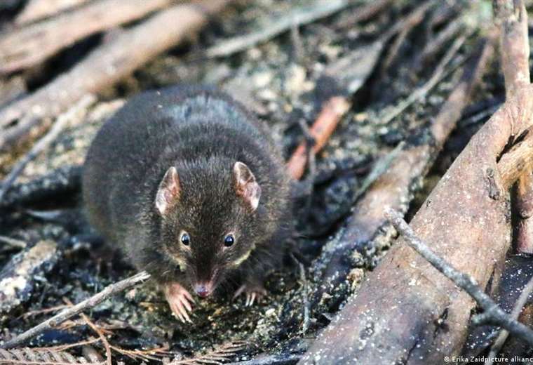 Marsupial caníbal australiano sacrifica horas de sueño para tener sexo ...