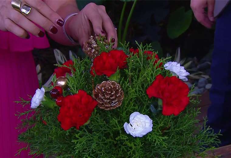 Enamórese de los mini claveles: Consejos para cultivarlos y mantenerlos ...