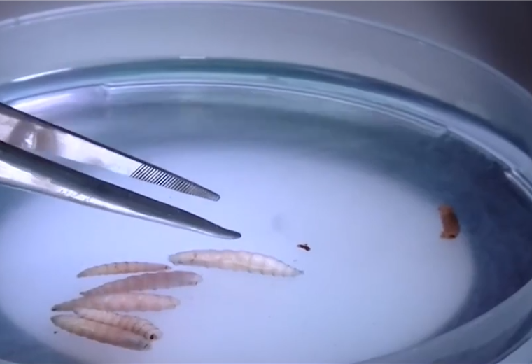 Gusano barrenador: Cómo prevenir la enfermedad tras muerte de una ...