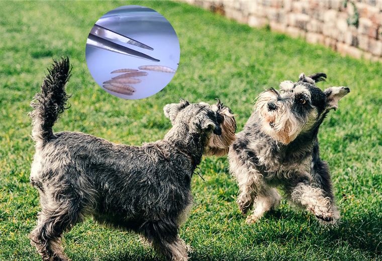 Cuanto Tardan Los Gusanos En Matar A Un Perro