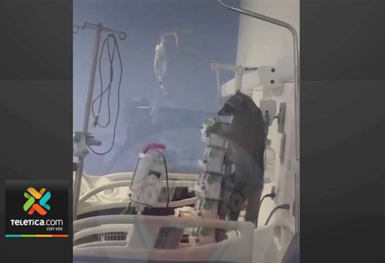 Video: Mapache sorprende a personal y pacientes del hospital de ...