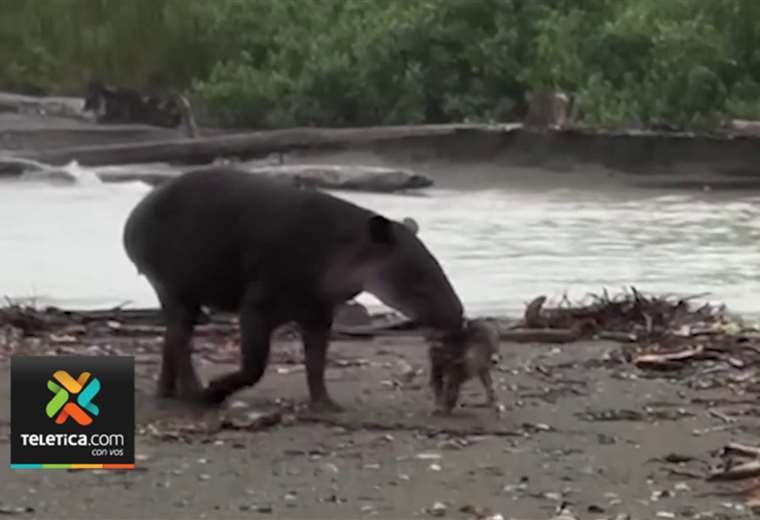 Video: Danta se apoya en su mamá para cruzar río en Corcovado | Teletica
