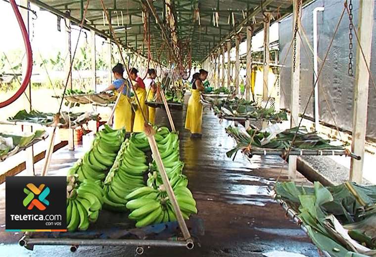 Firma bananera ya suma más de 500 despidos en lo que va de este año ...