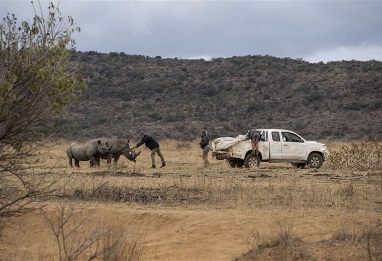 Usan material radiactivo para disuadir cazadores de rinocerontes en ...
