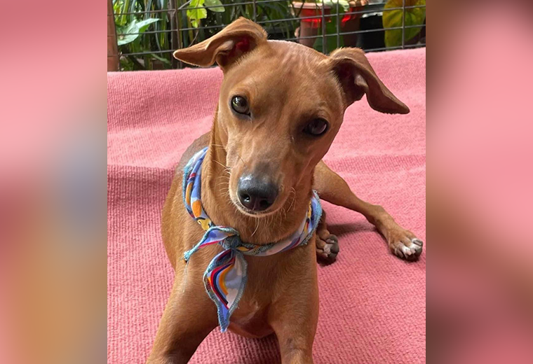 Adopte a un amigo fiel: ‘Ricky Limón’ | Teletica