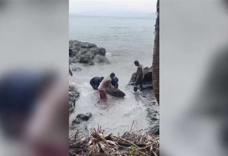 Video: Vecinos de Bahía Drake rescatan a danta que se lesionó mientras ...