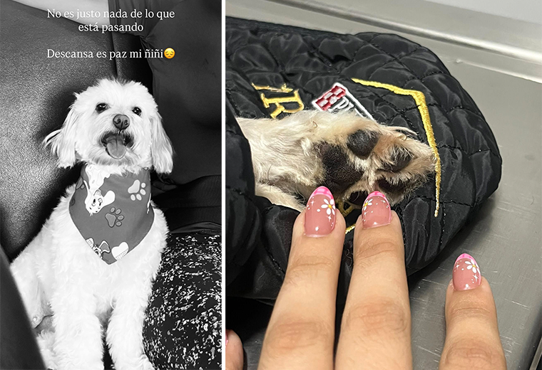 Dolor e indignación: Perrita muere tras hacerse grooming en ...