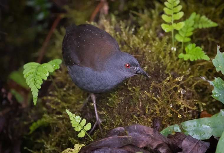 Hallan ave que se creía extinta hace casi 200 años | Teletica