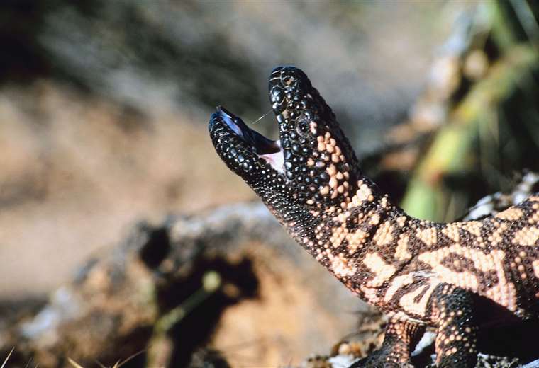 El secreto del Ozempic estaba en el veneno de un lagarto del desierto ...