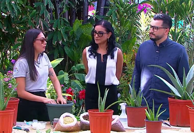 El ABC para cuidar plantas de aloe vera y aprovechar sus beneficios ...