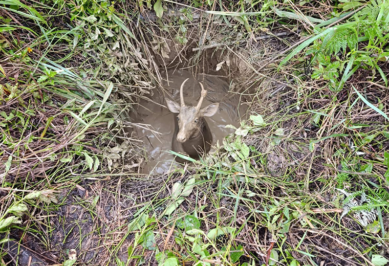 ¡Héroes del bosque! Bomberos salvan a venado que quedó atascado en pozo ...