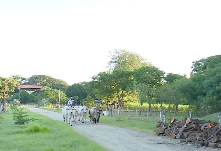 Así es un día en la vida del verdadero sabanero guanacasteco | Teletica