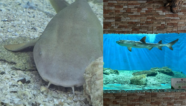 Allanamiento en parque acuático de Guápiles termina con decomiso de ...