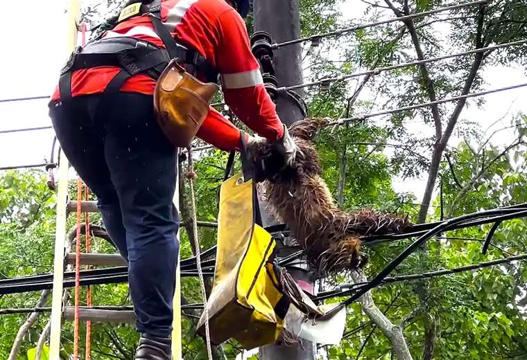 Bebé perezoso sobrevive a tragedia eléctrica: madre murió electrocutada ...