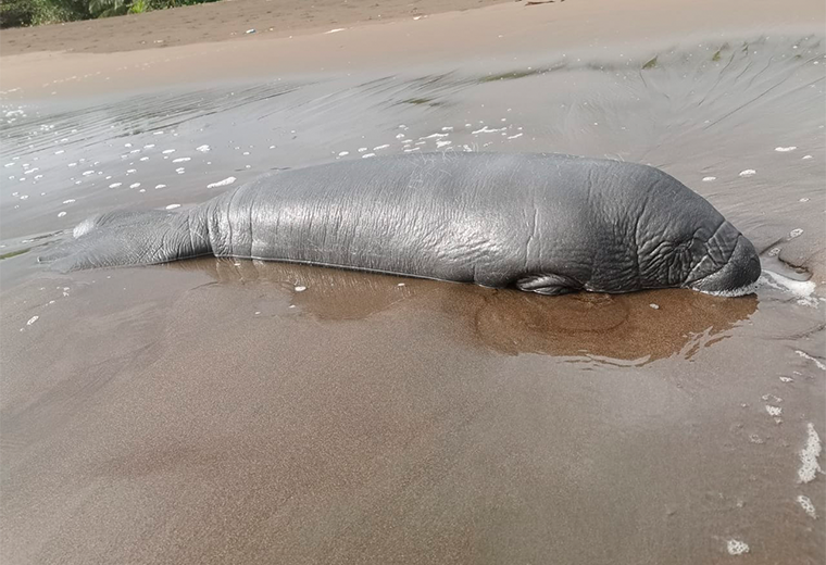 Cría de manatí encalla sola en playa de Limón | Teletica