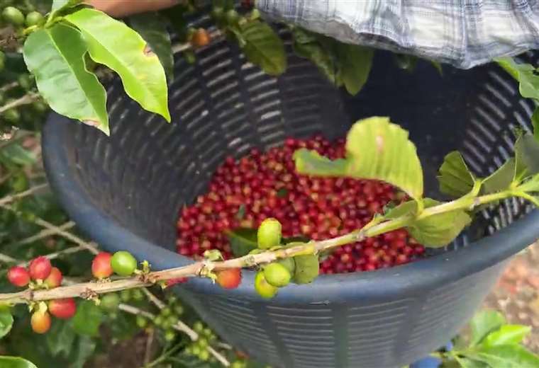El grano de oro está cambiando en Costa Rica: ¿qué es la cuarta ola del ...